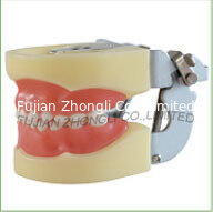 China 24teeth Pediatrics Jaw Model supplier
