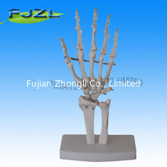 China medical model of hand bone for education supplier