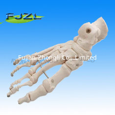 China Human Medical Anatomical Foot model, Anatomic Foot Model supplier