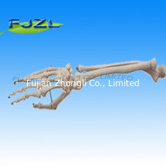 China life-size anatomical Bones of the Hand and Forearm supplier
