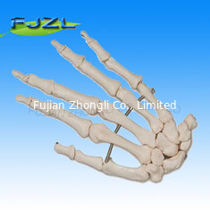 China life size anatomical skeleton hand , hand education bones supplier