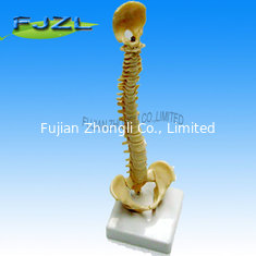 China Mini spine with pelvic model supplier