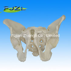 China Life Size Pelvic Skeleton Models,Male Adult Pelvis supplier