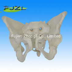 China Adult Female Pelvis supplier