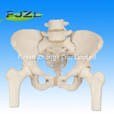 China Medical Human Pelvis Lumbar Spine And Femoral Head supplier