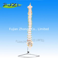 China Spinal column supplier