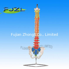 China Flexible Spinal Column Colour Coded Regions/Flexible Spinal Column with Colour Coded Regions supplier