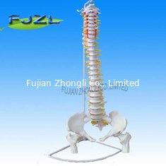 China Flexible Vertebral Column with Femur Heads supplier