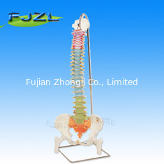 China Didactic Flexible Spine Model with Femur Heads supplier