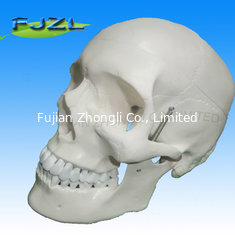 China 3 parts plastic skull skeleton model/pvc skull model/classic human skull model supplier
