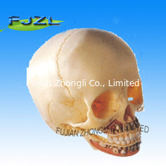 China hot human skeleton sale infant plastic skulls for sale supplier