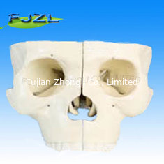China 2.5 times enlarged skull model of base supplier