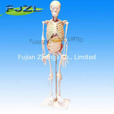 China skeleton model human skeleton with internal organs supplier