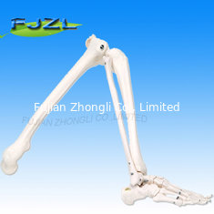 China human leg skeleton model(right) supplier