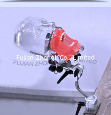 China Dentist Practiced Dummy Dental supplier