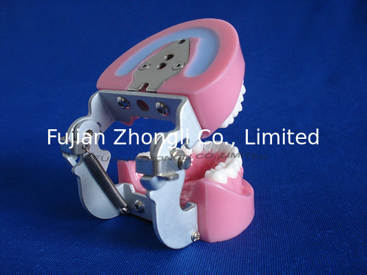 typodont teeth model with removable screw teeth supplier