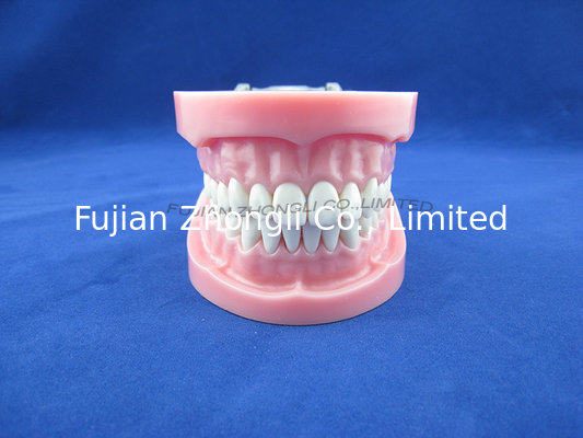 typdont teeth model for abutment supplier