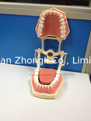 dental typodonts with removable screw teeth supplier