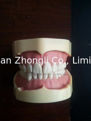 typodont teeth model with removable screw teeth supplier