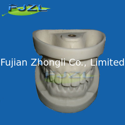 Plaster Jaw Model supplier