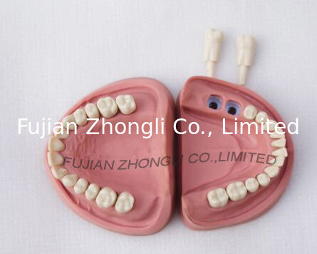 Plaster Jaw Model supplier