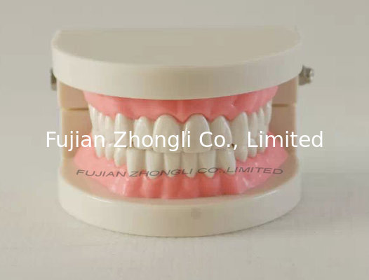 1/2Dental Care Model supplier
