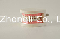 1/2Dental Care Model supplier