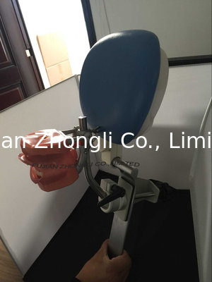 Dental teaching Manikin head simulator / Phantom head pratical training supplier