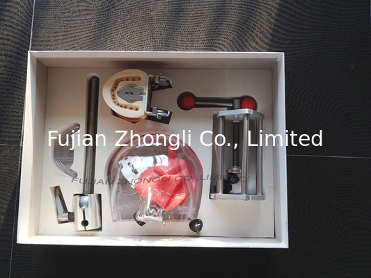 Cheap Dental Dummy Head for Student or Clinic supplier