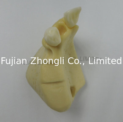 Sinus Lift Practice Model supplier