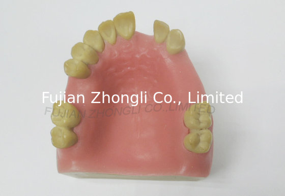 dental Implant model for drilling Practice supplier