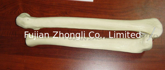high quality medical educational surgery demonstration PU foam femur and Tibia skeleton simulator anatomy model supplier