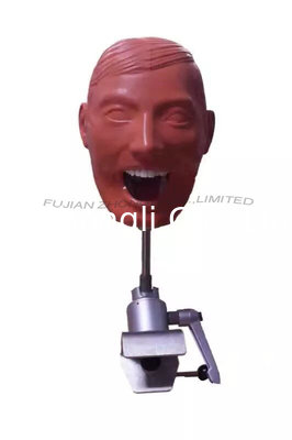 Dental Techniques  Auxiliary Training Manikin Adult &amp; Bench Or Chair Mount supplier