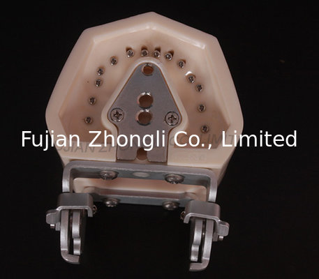 typodont teeth model with removable screw teeth supplier