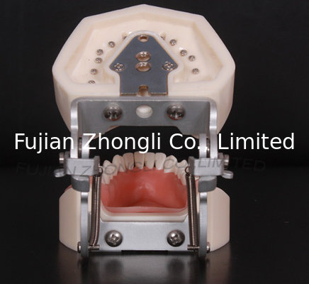typodont teeth model with removable screw teeth supplier