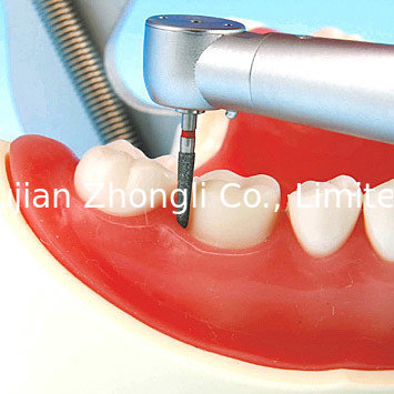 typodont teeth model with removable screw teeth supplier