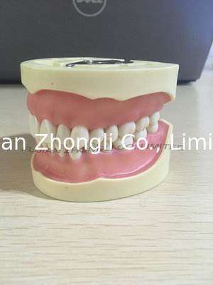 Top Quality Dental Manikin Head with Torso for Dental Chair supplier
