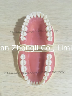 Top Quality Dental Manikin Head with Torso for Dental Chair supplier