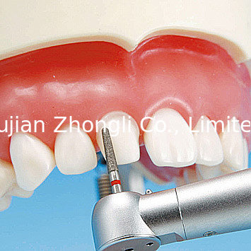 High Quality Typodont Teeth Model with Removable Screw Teeth supplier