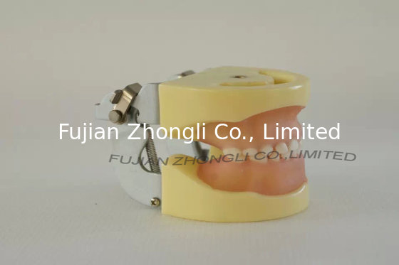 20 teeth Pediatrics Jaw Model supplier