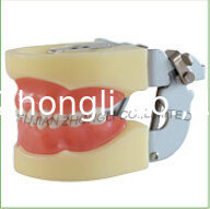 24teeth Pediatrics Jaw Model supplier