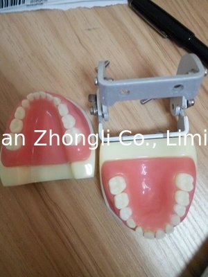 24teeth Pediatrics Jaw Model supplier