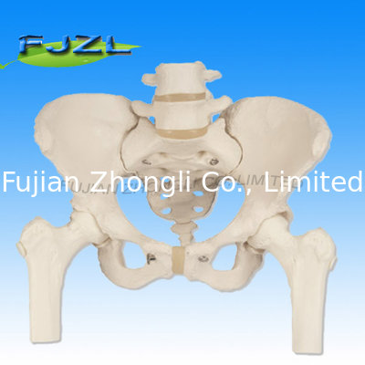 Medical Human Pelvis Lumbar Spine And Femoral Head supplier