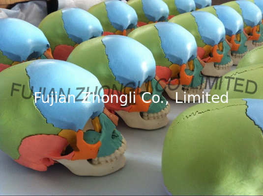 colored skull model-22parts supplier