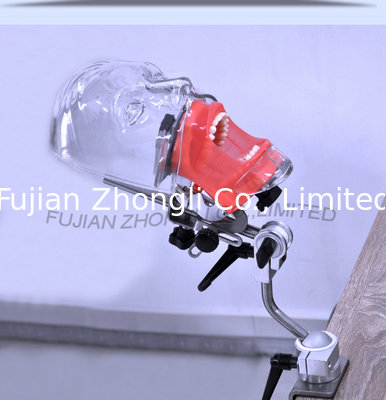 Dentist Practiced Dummy Dental supplier
