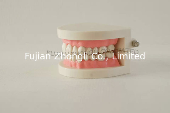 Cheap Nursing Dental Care Model for Dentist supplier