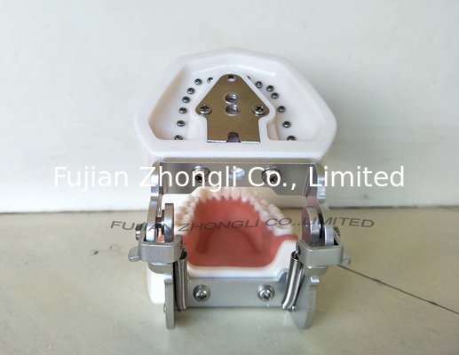 High Quality Typodont Teeth Model with Removable Screw Teeth supplier