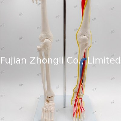 Inflexible Spine 85cm Human Anatomical Skeleton Model with Nerves and Blood Vessels for Teaching and Sports Medicine supplier