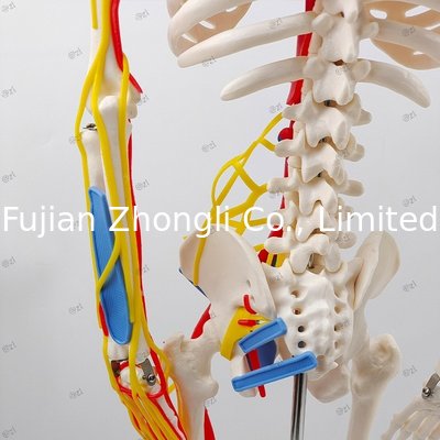Inflexible Spine 85cm Human Anatomical Skeleton Model with Nerves and Blood Vessels for Teaching and Sports Medicine supplier