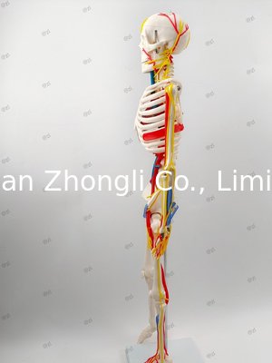 Inflexible Spine 85cm Human Anatomical Skeleton Model with Nerves and Blood Vessels for Teaching and Sports Medicine supplier